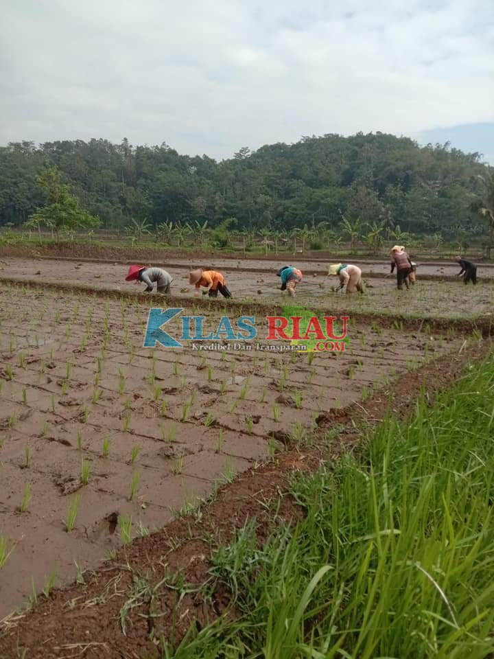 Indahnya Tradisi Batobo Pegari, Tradisi Arisan Tani dari Riau