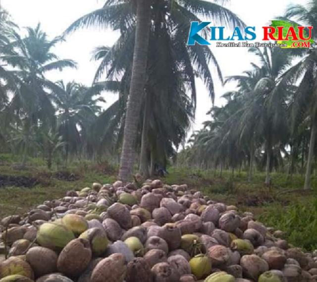 Kebun Kelapa